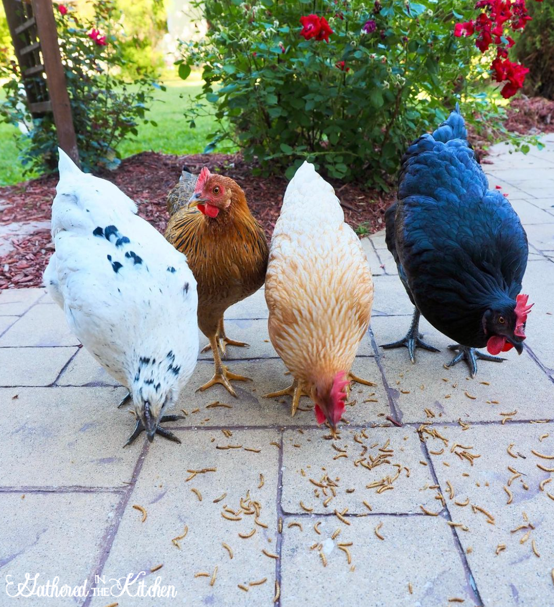Best Backyard Chicken Breeds for Beginners | Friendly & Reliable Layers ...