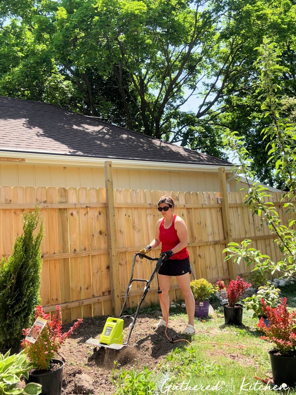 How To Plant Raspberry Plants Outside In The Garden | Step-by-Step ...