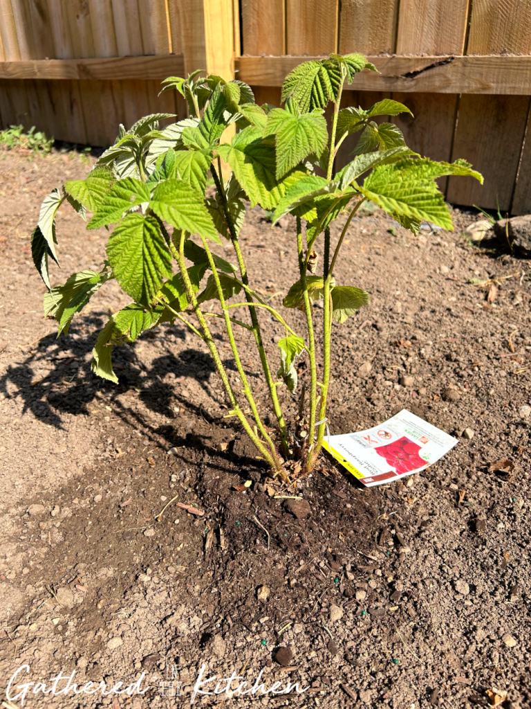 How To Properly Prune Young Raspberry Plants | Gathered In The Kitchen