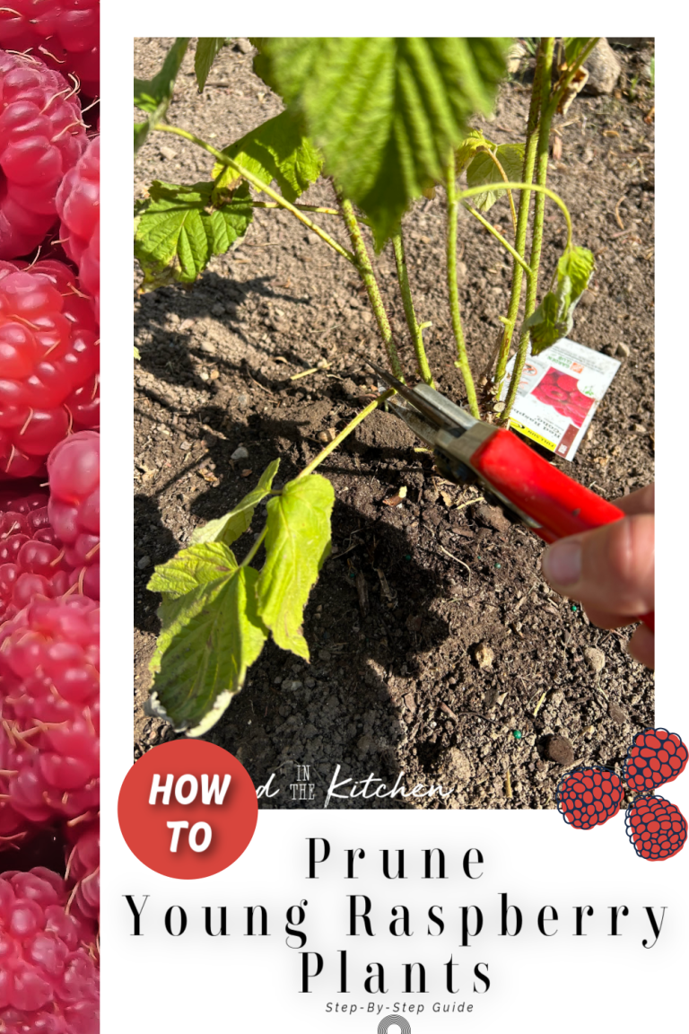 How To Properly Prune Young Raspberry Plants | Gathered In The Kitchen
