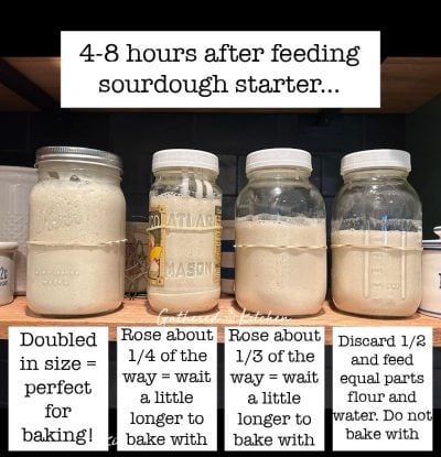 When Is My Sourdough Starter Ready To Use? | Gathered In The Kitchen