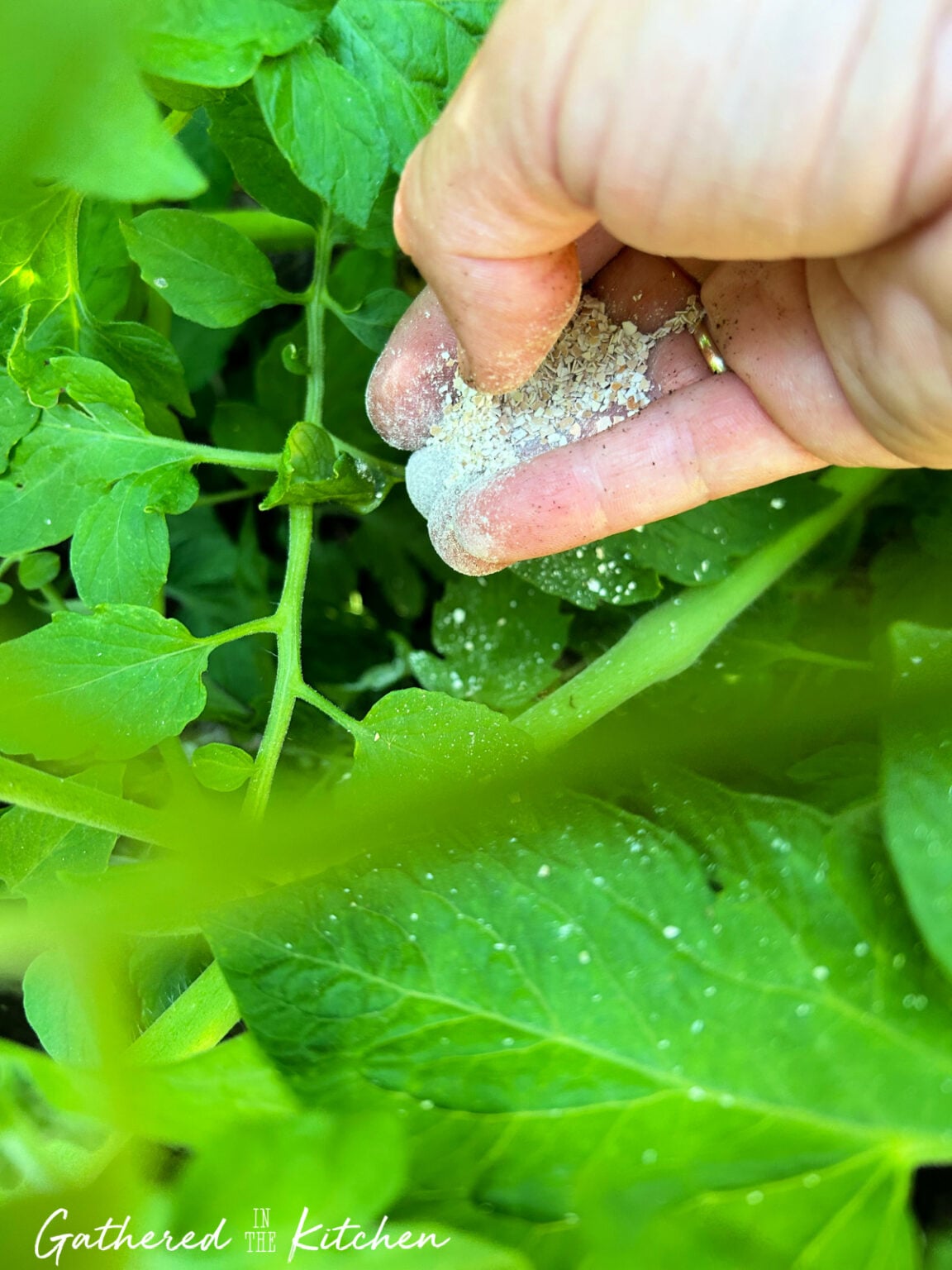 How to Use Eggshells as Fertilizer for Healthier Tomato Plants ...
