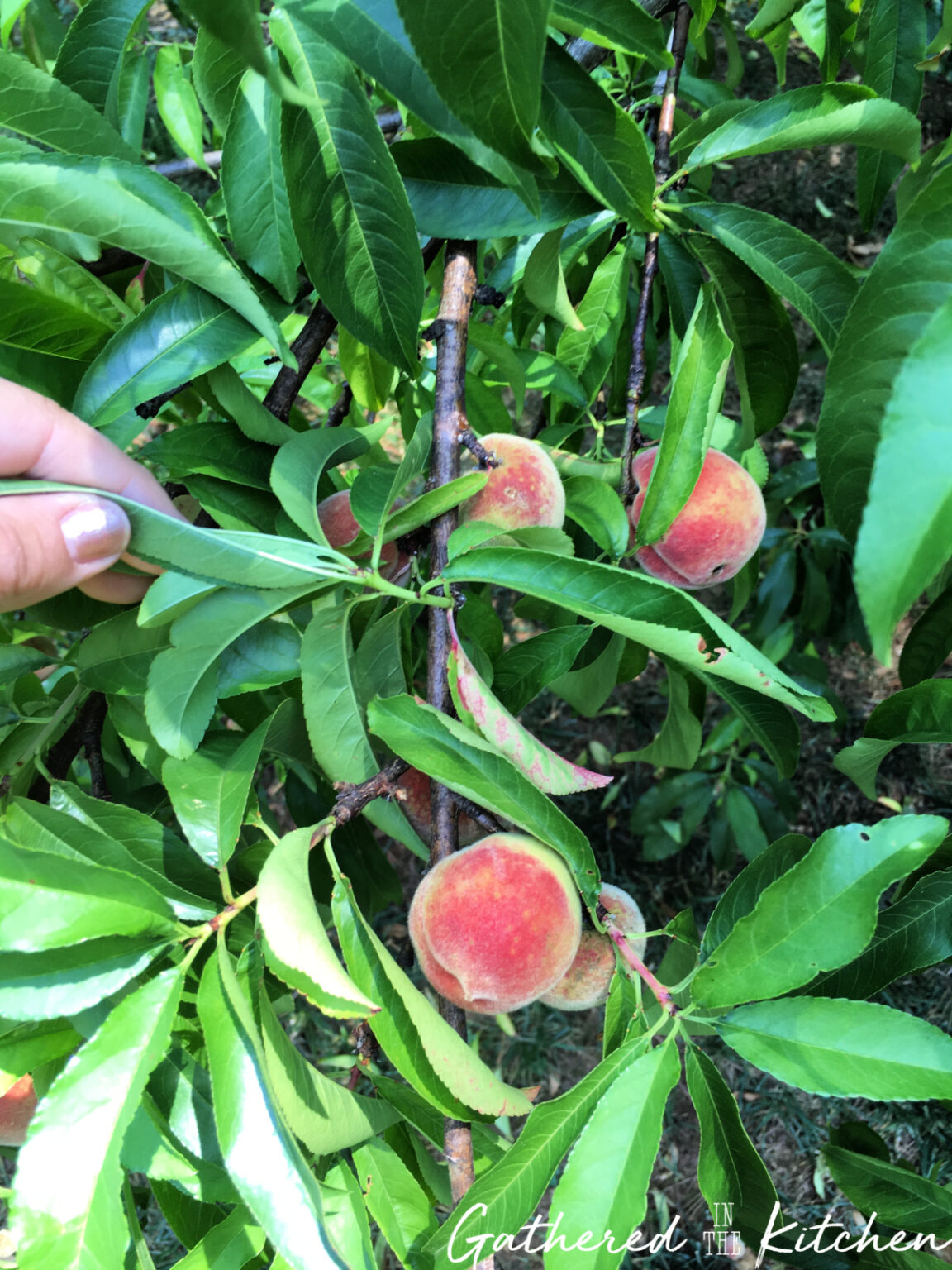 How to Pick, Ripen, and Enjoy Fresh Peaches: The Complete Guide ...