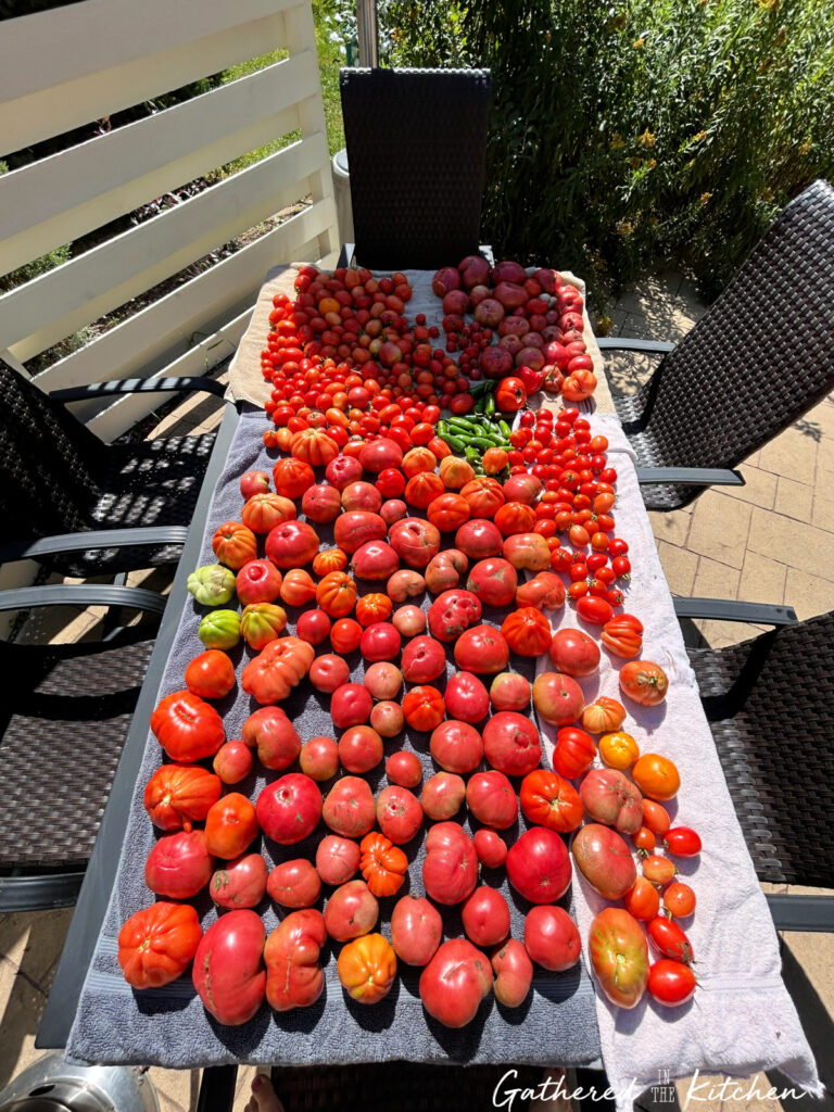 How to Use Eggshells as Fertilizer for Healthier Tomato Plants ...