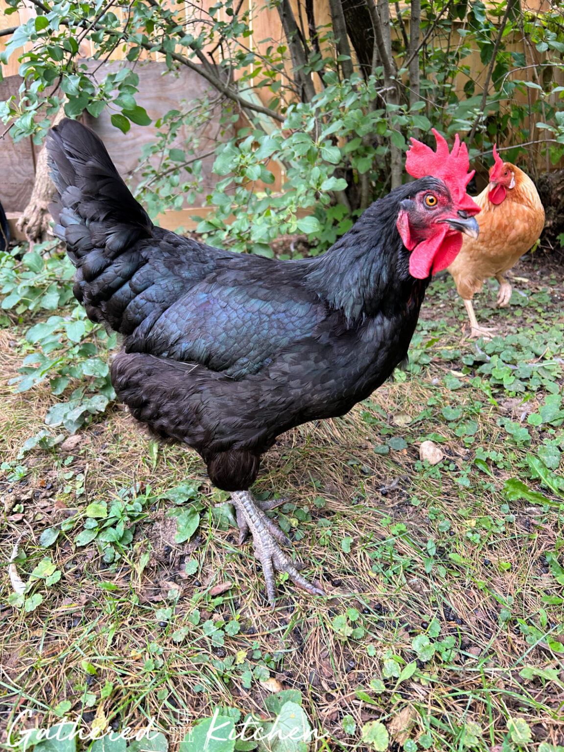 Best Backyard Chicken Breeds for Beginners | Friendly & Reliable Layers ...