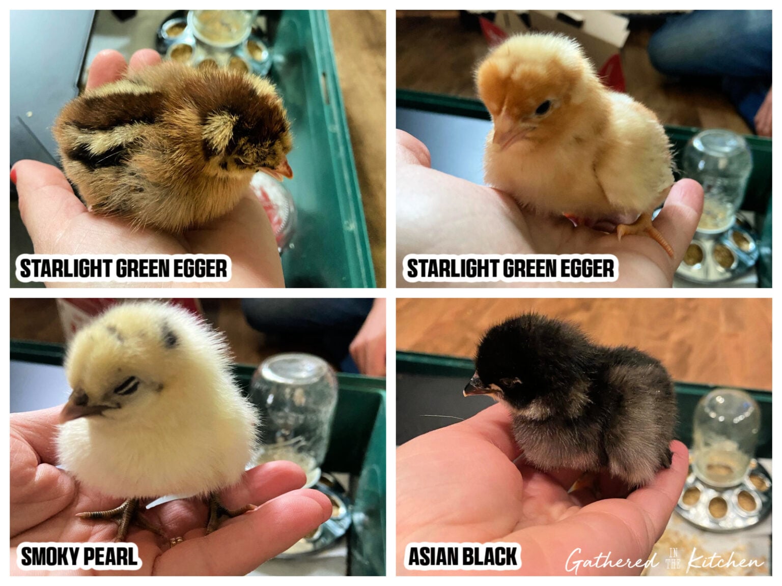 Raising Happy Backyard Chickens: Complete Guide for Beginners & Beyond ...
