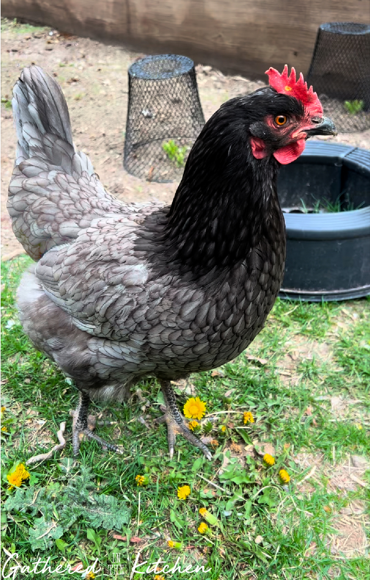 Best Backyard Chicken Breeds for Beginners | Friendly & Reliable Layers ...