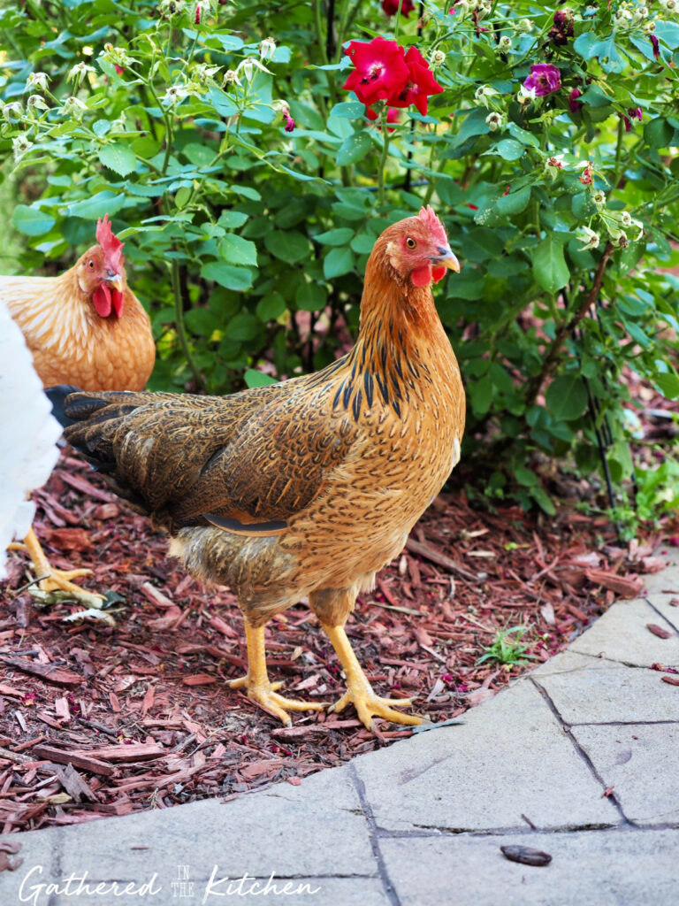 Best Backyard Chicken Breeds for Beginners | Friendly & Reliable Layers ...