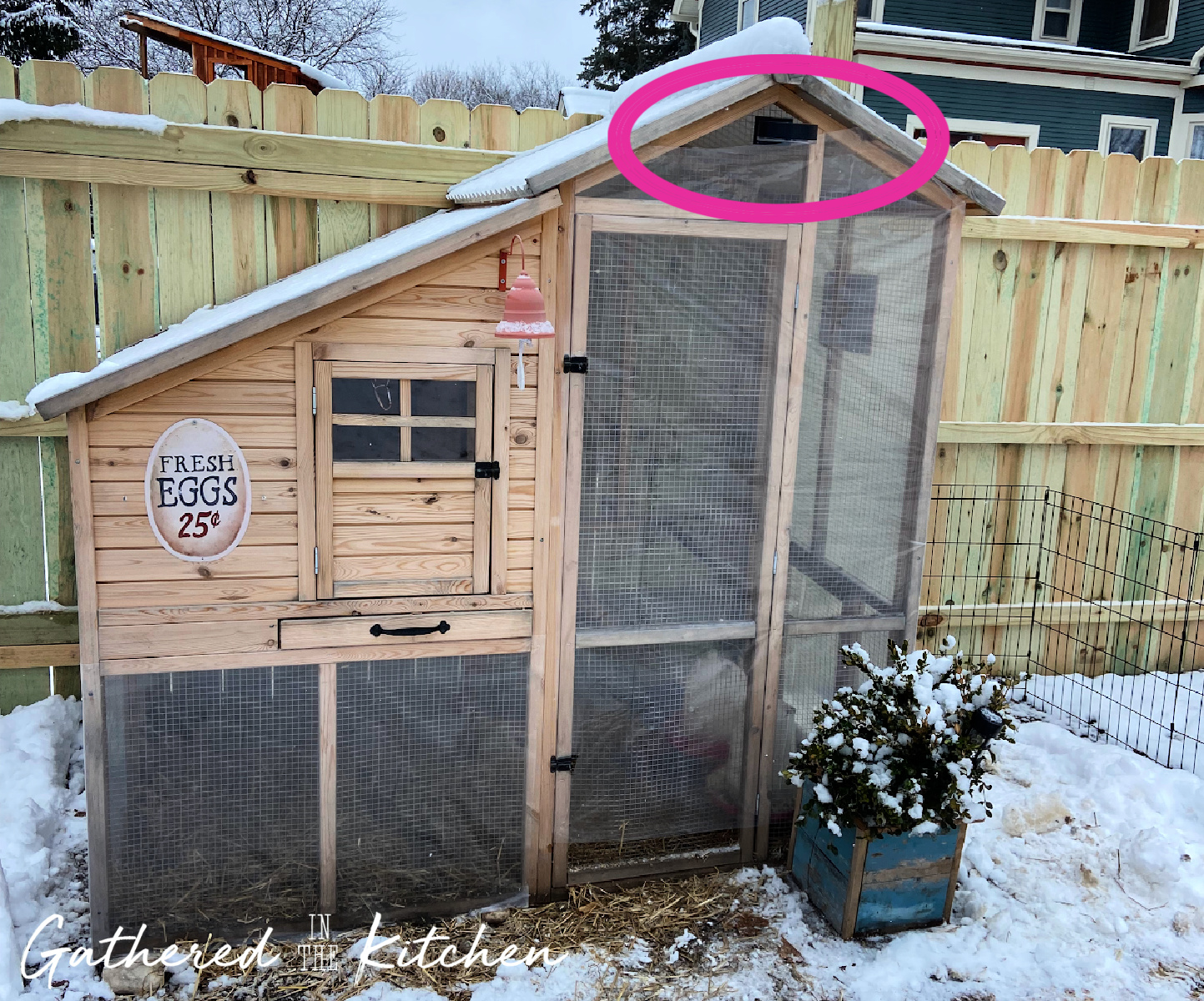 Winter Chicken Care Tips: How to Care for Chickens in Cold Weather ...