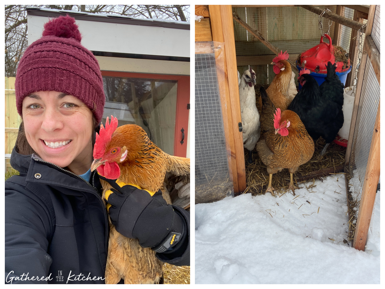 Raising Happy Backyard Chickens: Complete Guide for Beginners & Beyond ...