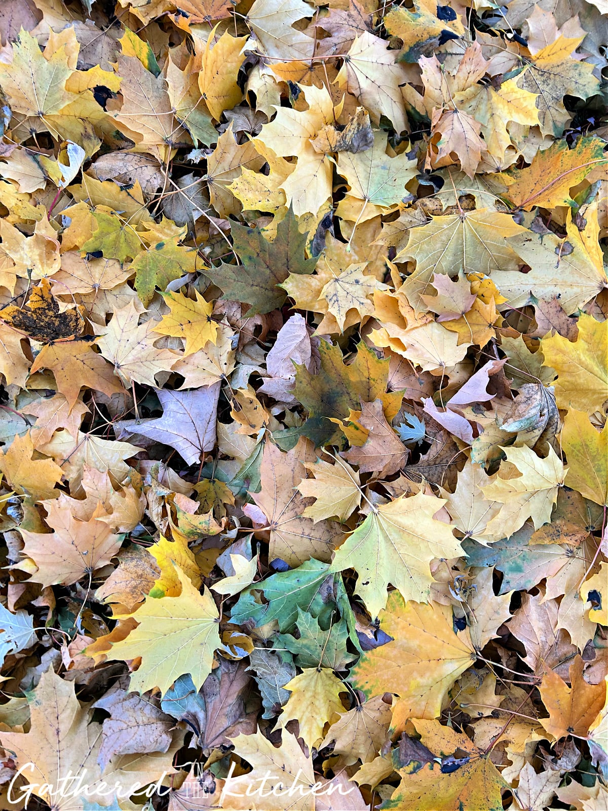 How to Compost Fall Leaves for Healthy Soil (Simple Beginner’s Guide ...